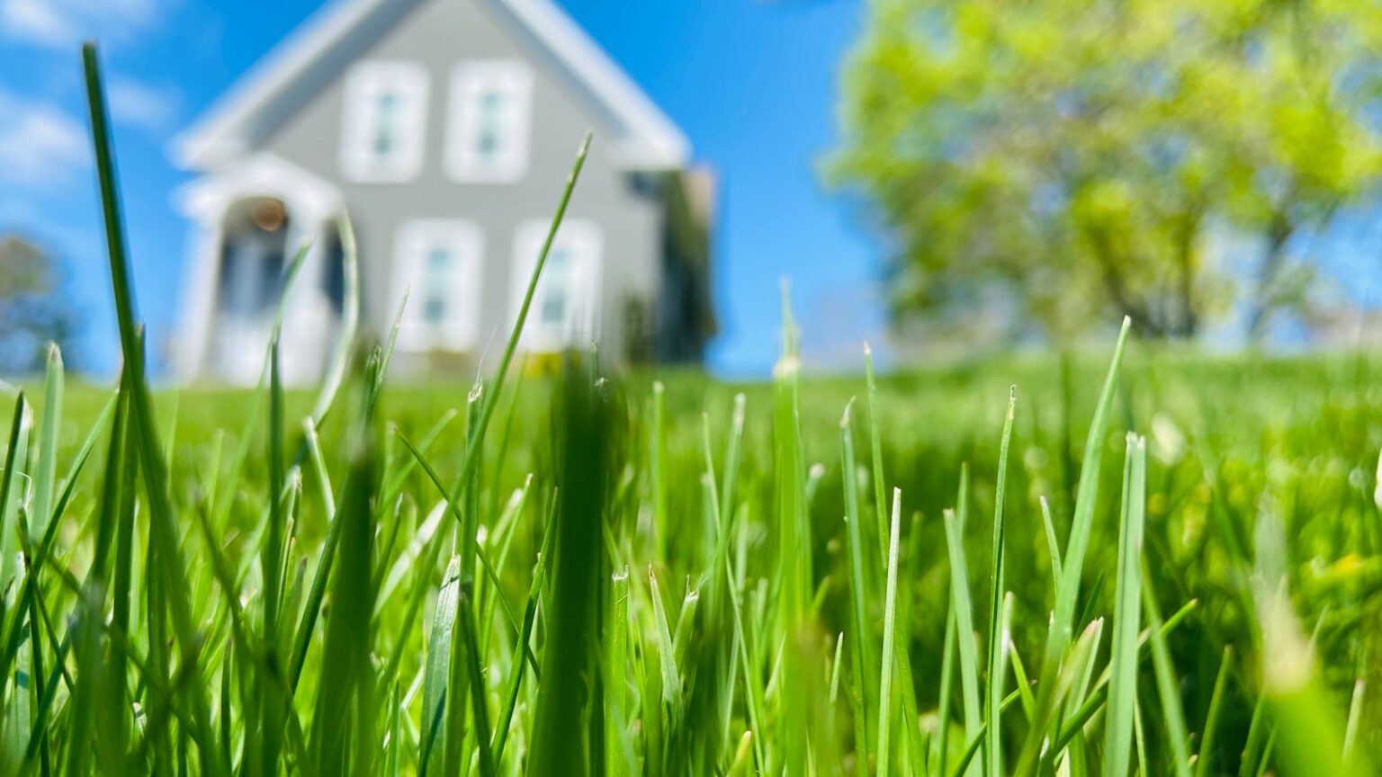 Choosing the Right Grass: Tips for Homeowners