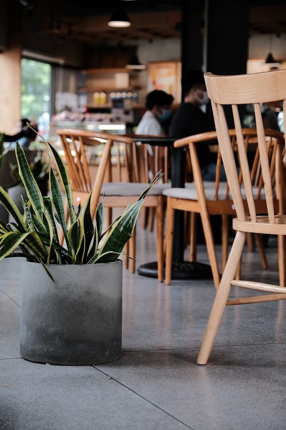 Low-Light Indoor Plants to Brighten Your Space